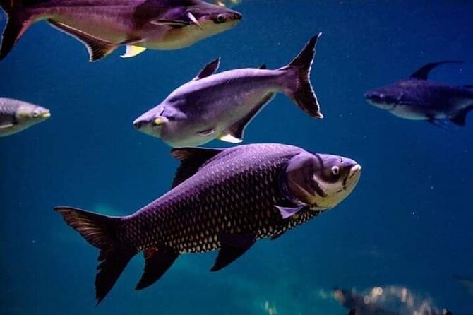 Angkor Wildlife & Aquarium Halfday tour - FAQ