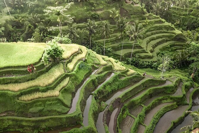 Bali Shore Excursions : Best of Bali Tour - Frequently Asked Questions