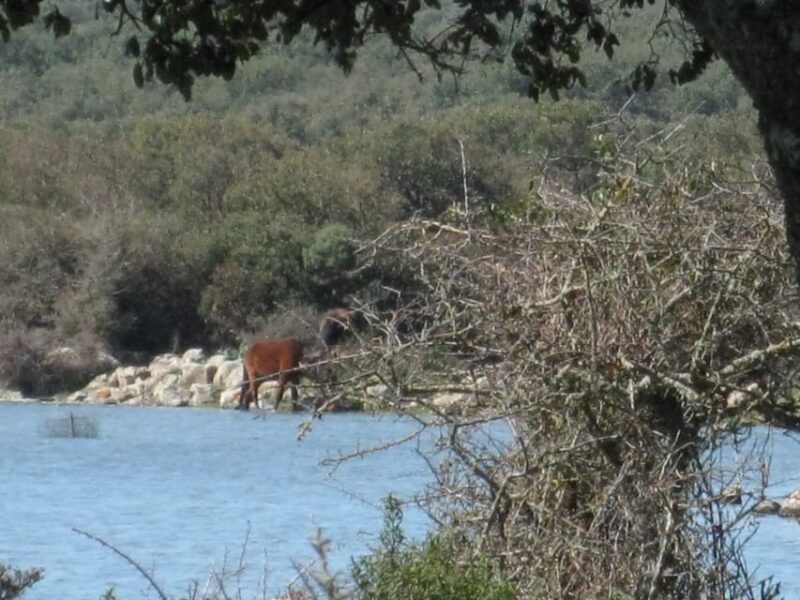 Cagliari: Su Nuraxi Barumini Unesco & Giara Horses 4h Tour - FAQ