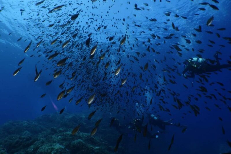 Calvi: Pointe de la Revellata Snorkeling Boat Tour - The Best Audience for This Tour