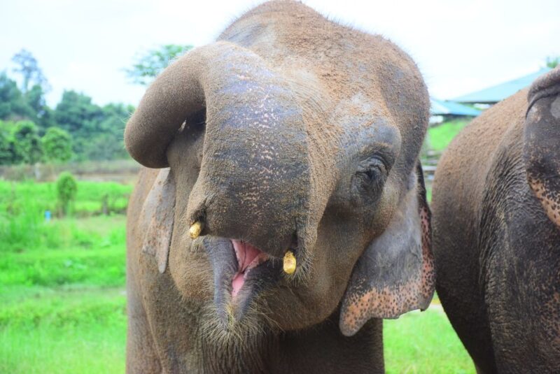 Chiang Mai: Private Elephant Care Experience for Couples - Final Thoughts: Who Should Consider This Experience?