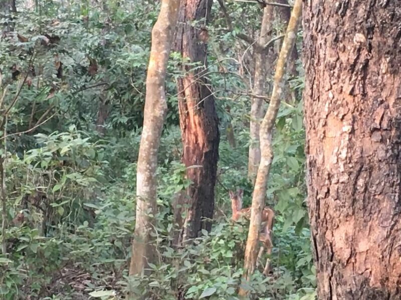 Chitwan: jungle One Night Towerstay in chitwan national park - FAQ