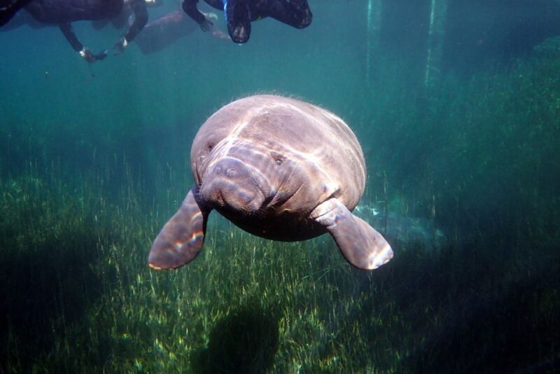 Crystal River: VIP Manatee Swim w/ In-water Photographer - The Sum Up