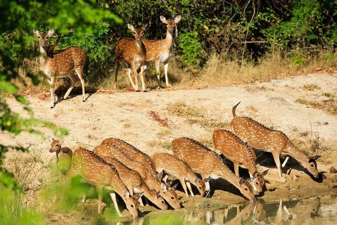 Day Tour to Wilpattu National Park from Colombo - FAQ