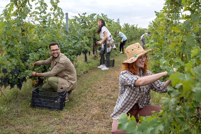 Discover Chianti Through its Wines - Who Should Book This Tour?