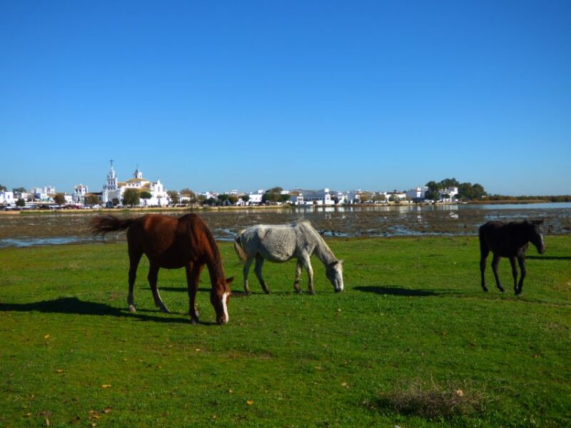 Doñana National Park Off-Road Tour from Seville - Frequently Asked Questions