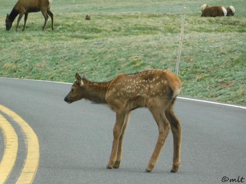 Estes Park: Rocky Mountain National Park Safari Tour - The Sum Up