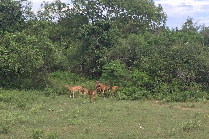 Explore The Beauty Of Udawalawe National Park From South Coast During 01 Day - FAQ