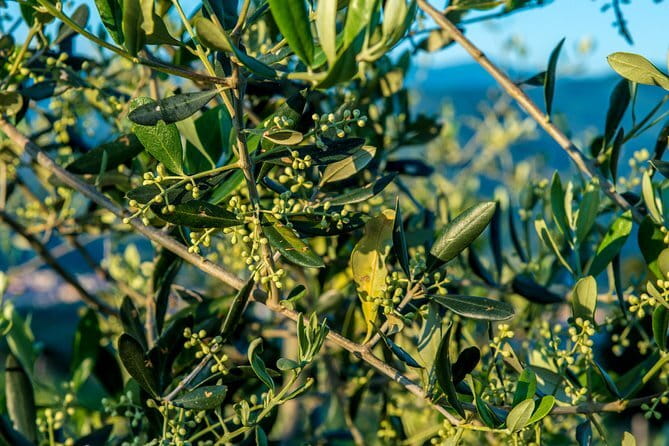 Florence Private Dessert Walking Tour - FAQ – Your Questions Answered