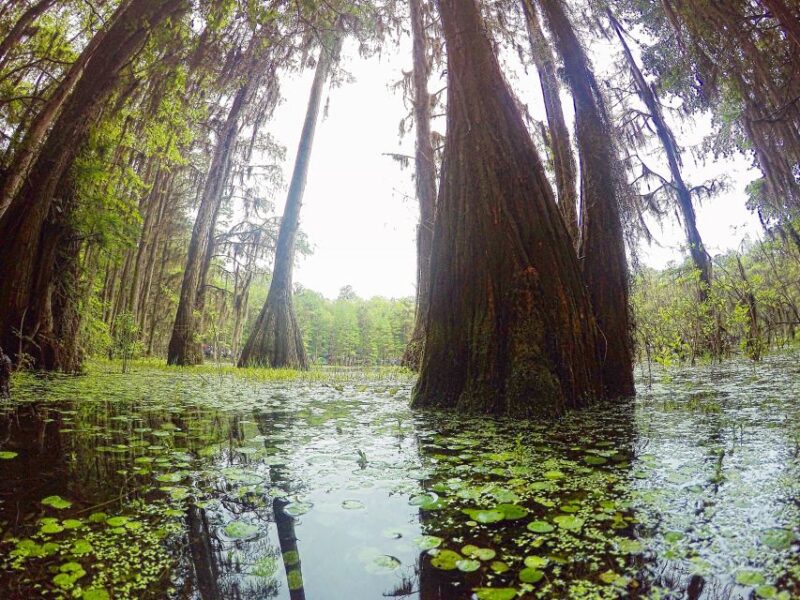 Florida Keys: Key West Kayak Eco Tour with Nature Guide - The Sum Up