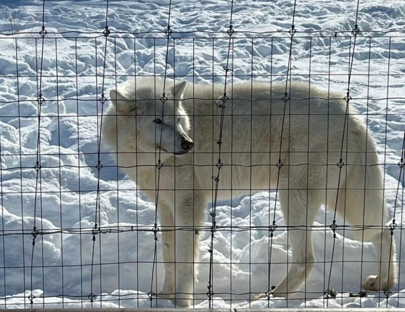 From Anchorage: Alaska Wildlife Center & Turnagain Arm Tour - FAQ