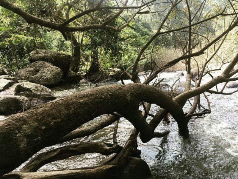 From Bangkok: Khao Yai National Park Jungle Trek with Lunch - FAQ