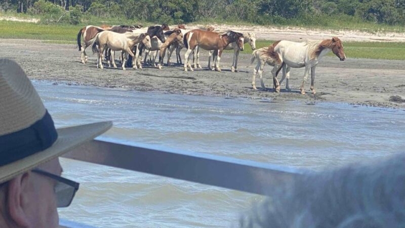 From Chincoteague Island: Assateague Island Boat Tour - Final Words