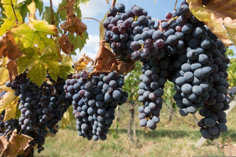 From Florence: Wine Tour in Siena and Tuscan Countryside - What Travelers Say