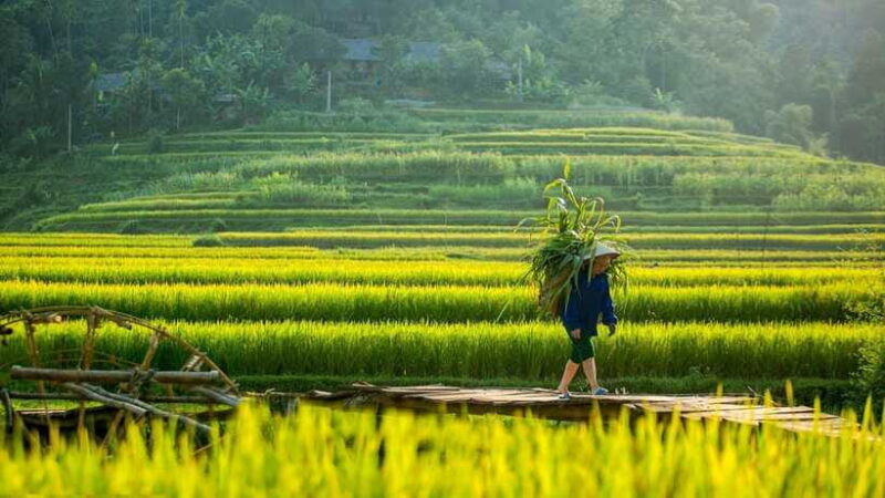 From Hanoi: Full-Day Hiking Tour of Pu Luong (Monday Only) - The Sum Up: Is This Tour Right for You?