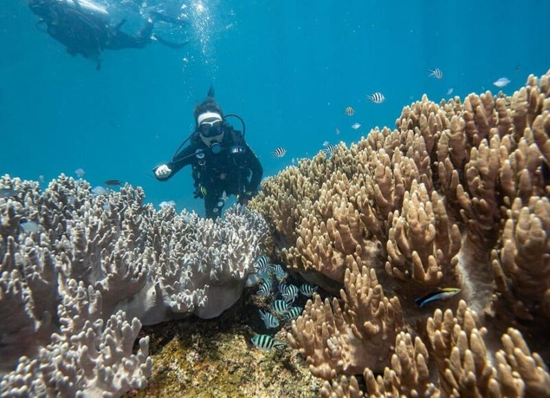 From Hoi An/ Da Nang: Swimming & Snorkeling In Cham Islands - A Feast of Seafood and Relaxation