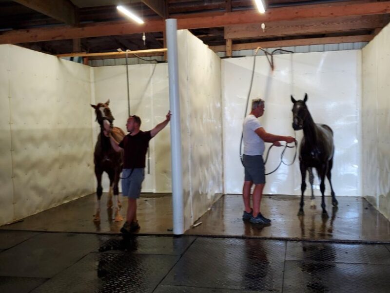 From Lexington: Kentucky Horse Farms Tour - The Value for Money