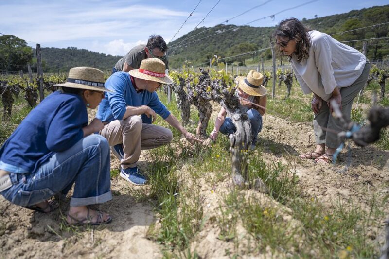 From Montpellier: Wine and Olive Tour - FAQ
