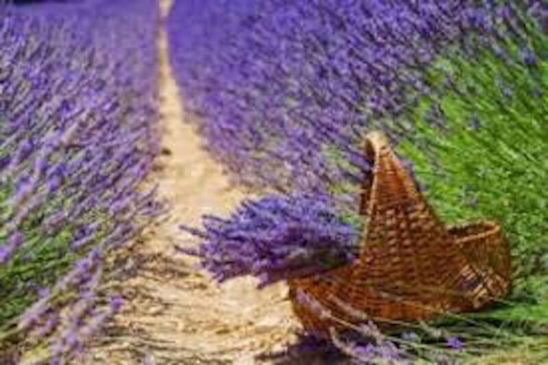 From Nice: Full-Day Provence and Lavender Tour - FAQ