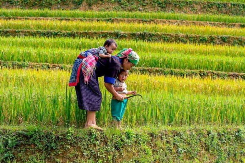 From Sapa: Trekking 1 Day Y Linh Ho - Lao Chai - Ta Van - FAQ