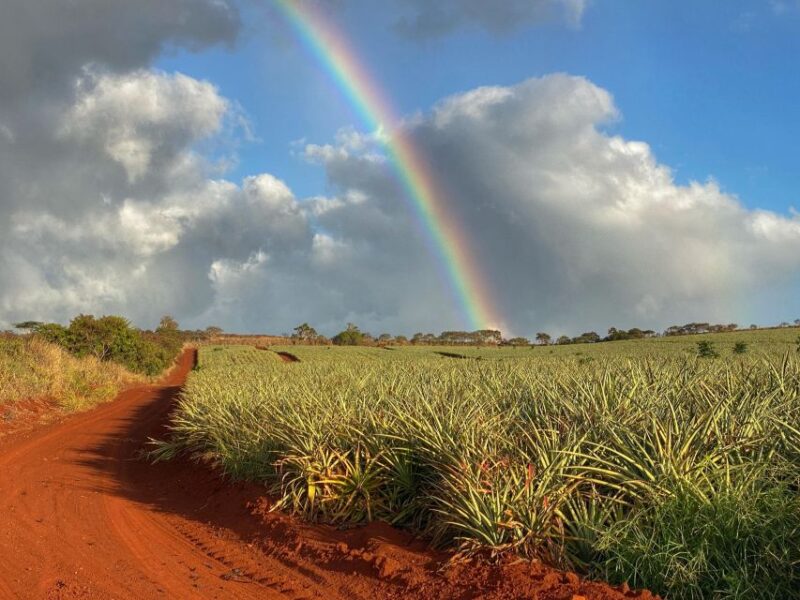 Full Day Best of Oahu Sightseeing Tour - Who Will Love This Tour?