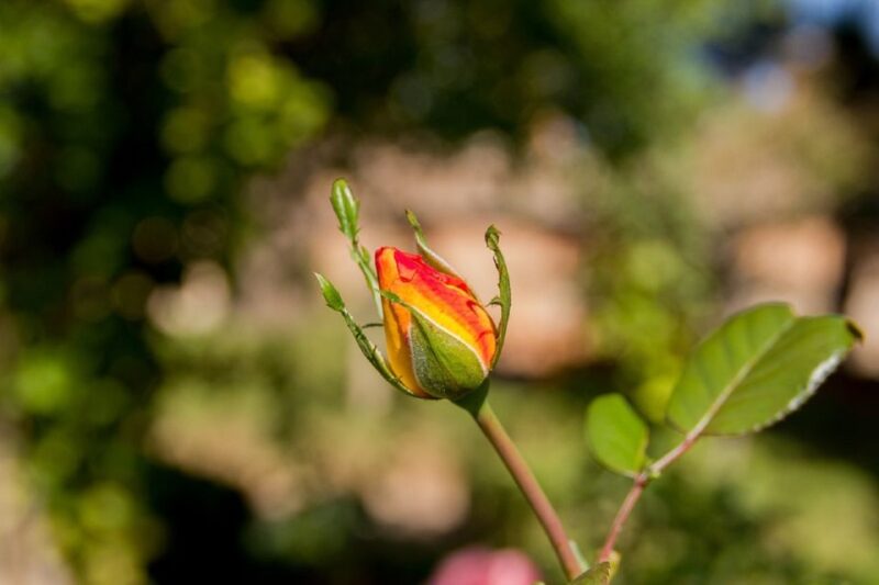 Granada: Alhambra Gardens, Generalife & Alcazaba Guided Tour - FAQ