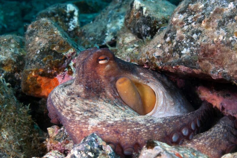 Guided Snorkeling Experience - Who Would Enjoy This Tour Most?