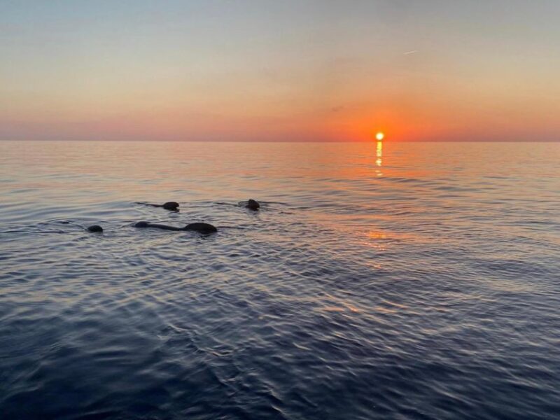 Gulf of Calvi & Sunset aperitif - Who Will Love This Experience?