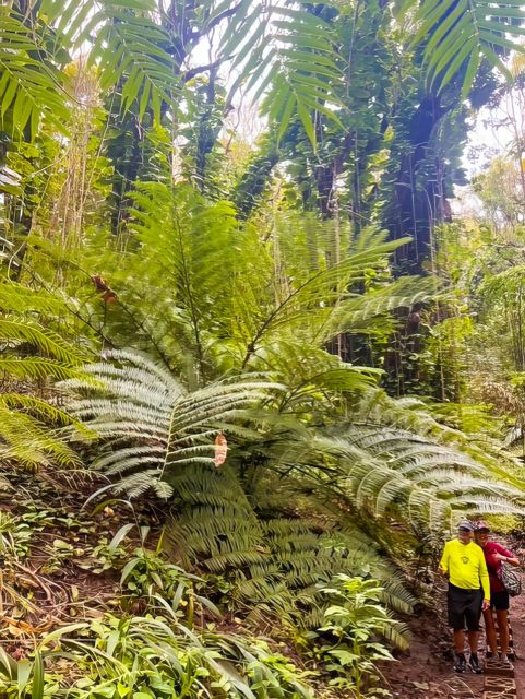 Haiku: Waterfall, Rainforest, and Handcrafted Chocolate Tour - A Day of Authentic Adventure and Tastes