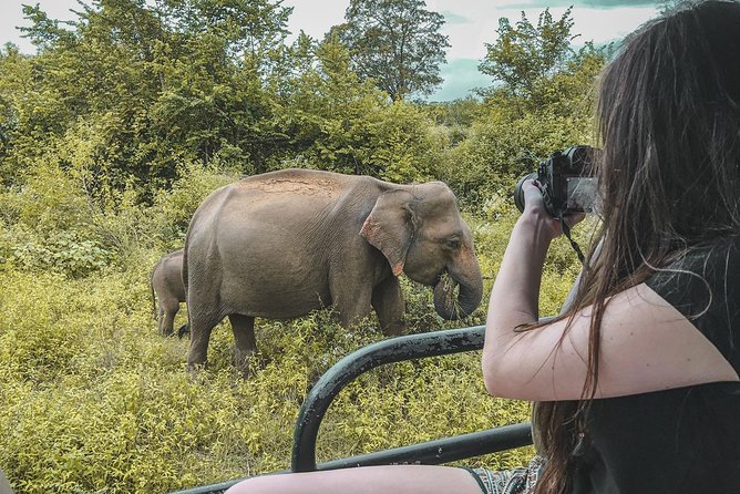 Half Day Udawalawe Safari from Kalutara (Entrance + Lunch) - The Sum Up