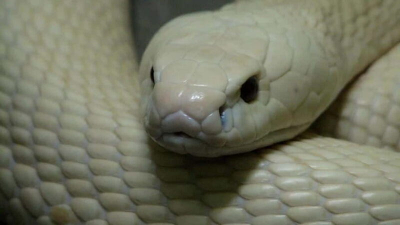 Hanoi: Le Mat Snake Village Tour with 10 Dishes - Practical Considerations: Value and Comfort