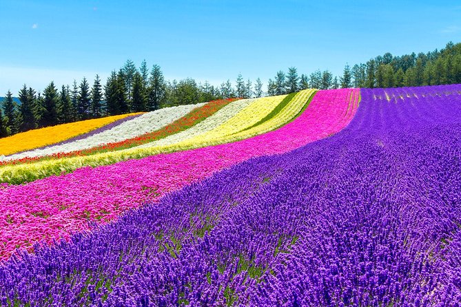 Hokkaido Highlights of Flower Blossom, Asahiyama Zoo& Blue pondAoi-ike! - Final Word