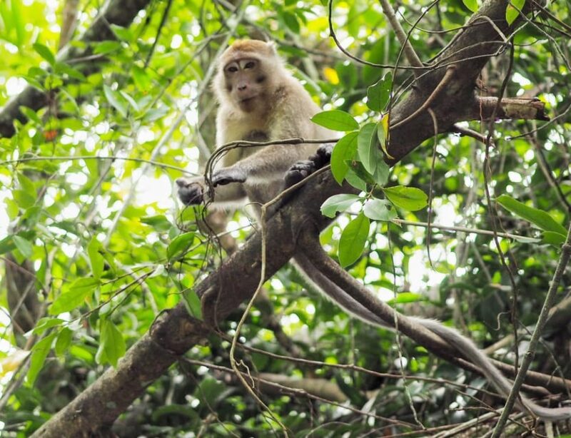 Khao Lak's Little Amazon: Canoe, Trek & Waterfall Day Trip - FAQ