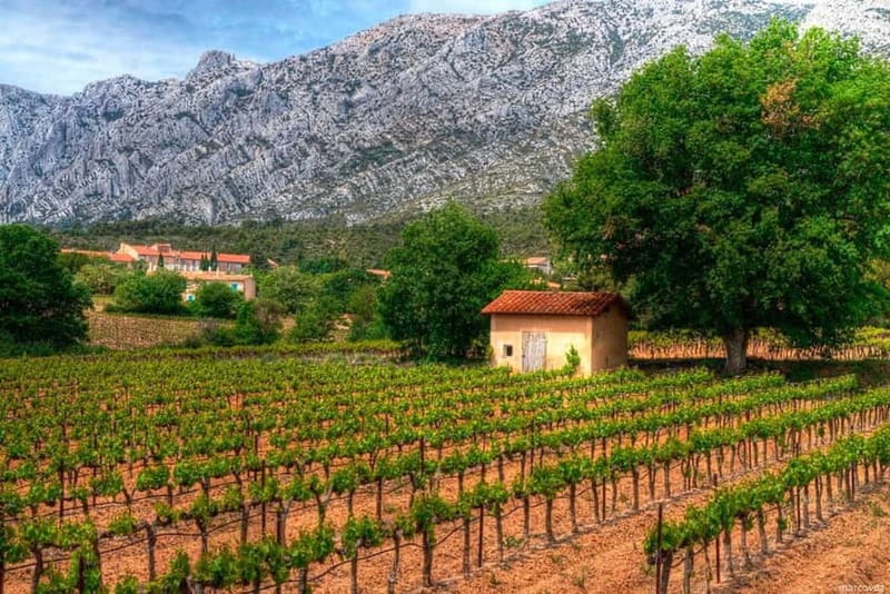 Marseille Vieux Port & Wine Tasting - Private Tour - Final Thoughts