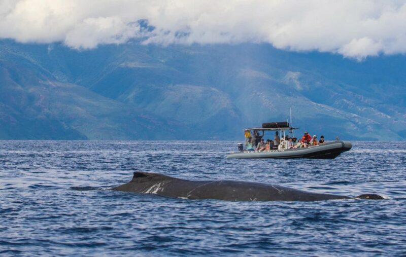 Maui: Guided Whale Watching Tour on Eco Raft - The Sum Up