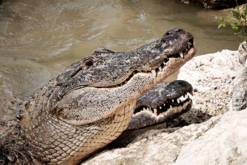 Miami: Everglades Airboat & Animal Sanctuary Tour with Photo - Exploring the Everglades: An Authentic Adventure with Airboat and Animal Sanctuary