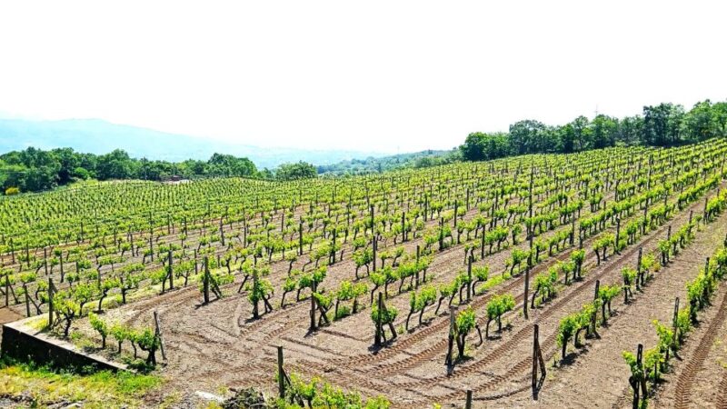 Mt Etna Private guided walking Tour with Wine Tasting - Final Thoughts