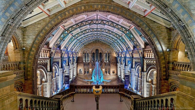 Natural Museum: Diplodocus to Blue Whale Wonders - The Sum Up
