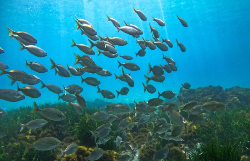 Nerja-Maro: Snorkeling & Sea Scooter - FAQs