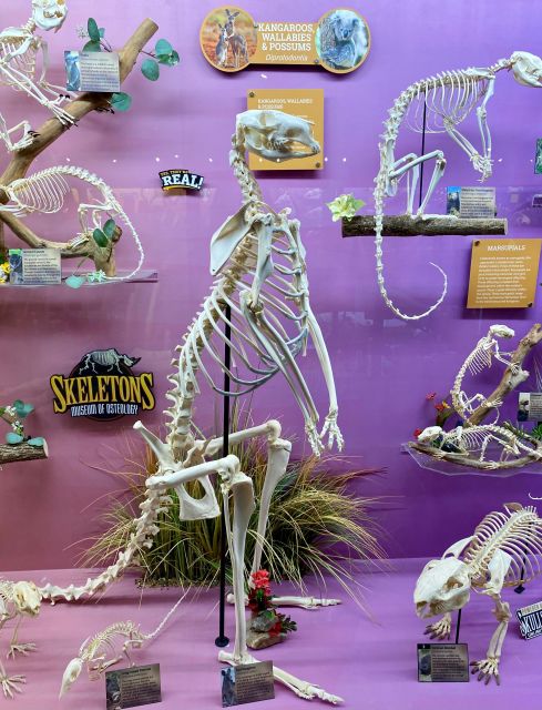 Oklahoma City: SKELETONS: Museum of Osteology Ticket - Final Thoughts