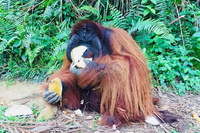 Orang Utan Island and Perak Tong Cave Temple Day Tour from Kuala Lumpur - The Sum Up: Is It Worth It?