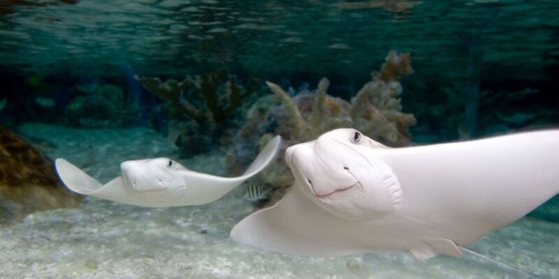 Orlando: SEA LIFE Orlando Aquarium - The Sum Up: Is It Worth Your Time?