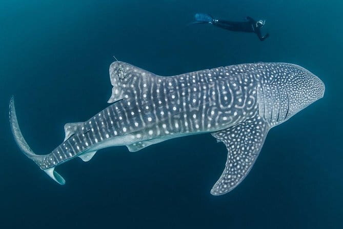 Oslob Whale Shark & Tumalog Waterfalls & Sumilon Sandbar - FAQs