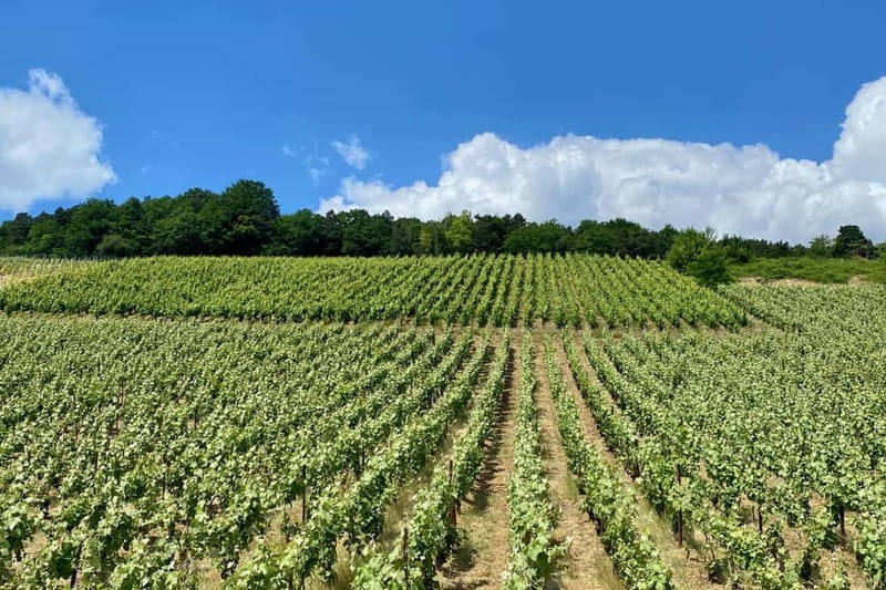 Paris: Ruinart and Veuve Clicquot Champagne Tour by Mercedes - Final Thoughts