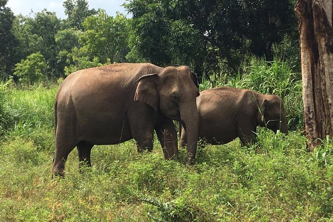 Polonnaruwa Day Tour with Lunch by Mahaweli - Who This Tour Is Best For