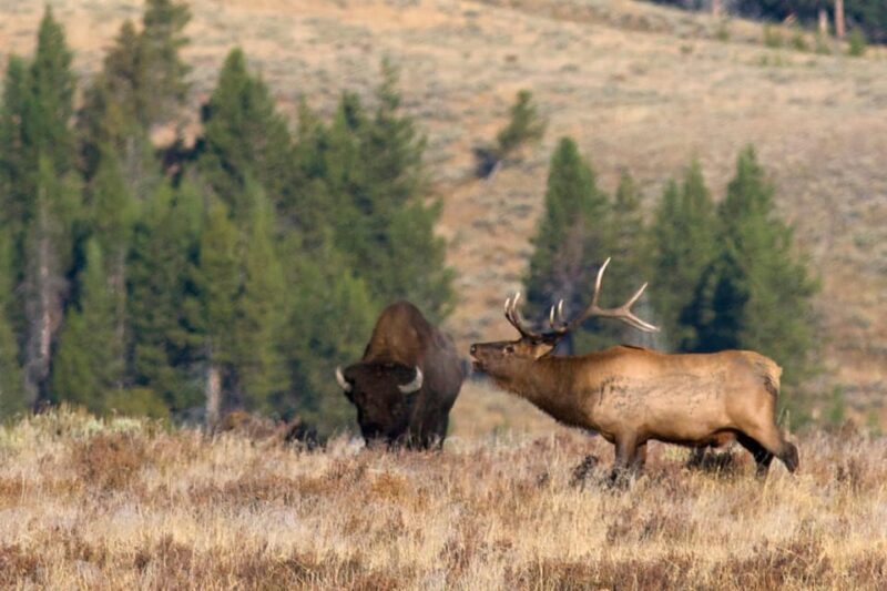 Private Tour of Yellowstone National Park - Authentic Experiences and Personalization