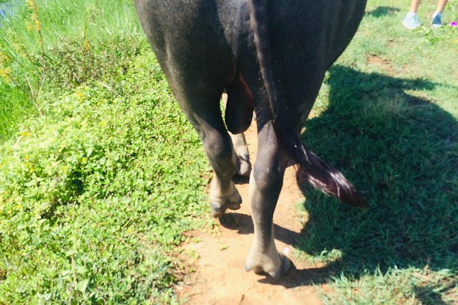 Riding Water Buffalo Hoi An Private Bike Tour - FAQs