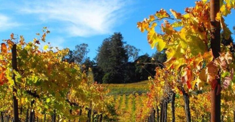 Santa Cruz: Private Custom Wine Tour with Hotel Pickup - Final Thoughts