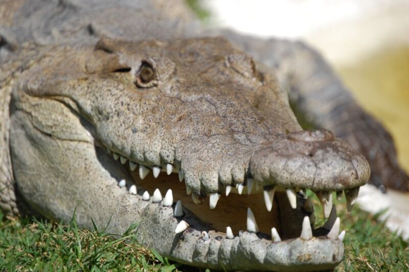 Sawgrass Park: Private 1-Hour Airboat Adventure Tour - Final Thoughts: Is It Worth It?