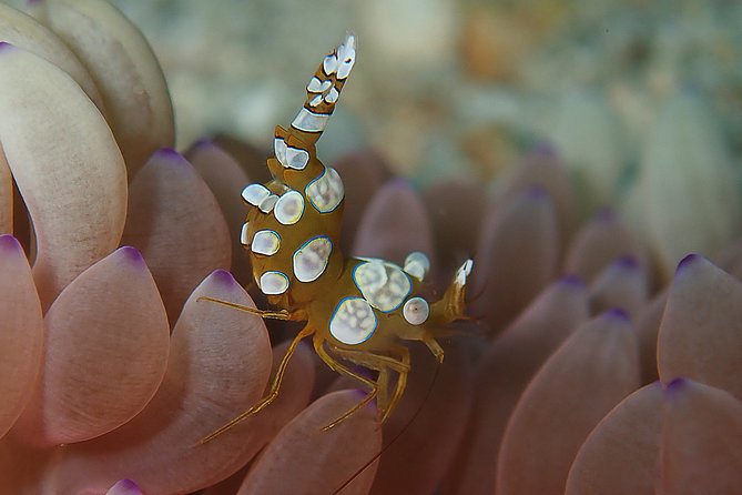 Scuba Diving at Tulamben USAT Liberty Wreck - The Value: Is It Worth the Cost?
